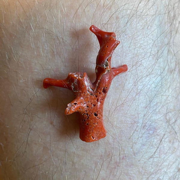 Rare Mediterranean Italian Red Coral Branch, 100% Natural Red Coral ...