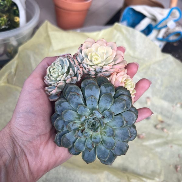 Haworthia Picta Metallic Red - Etsy