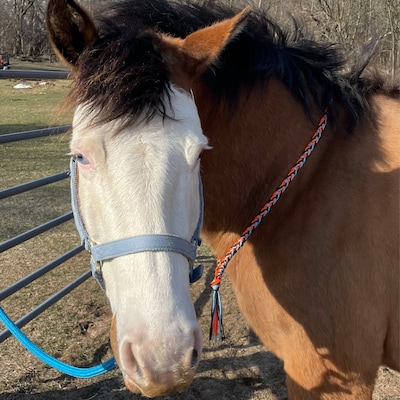 Indian Bosal Hackamore Bitless Multiple Sizes - Etsy