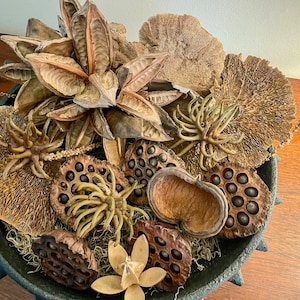 Bleached Bakuli Pods-lagerstroemia Parviflora-tulip Pods Bag of 25 ...