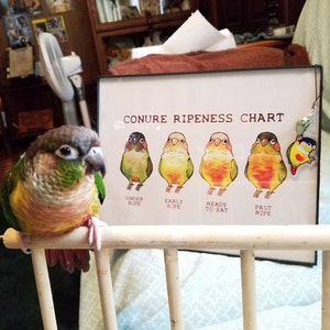 Conure Ripeness Chart Poster - Etsy