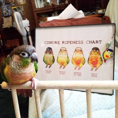 Conure Ripeness Chart Poster - Etsy