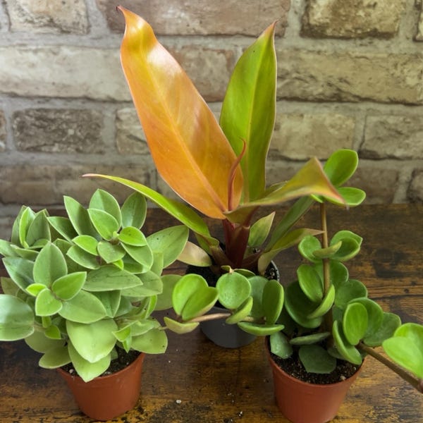 Baby Buddhas Temple Houseplant Crassula Mini Indoor Plant Pyramidalis ...