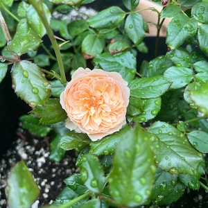Masora マソラ 真宙 Japanese Rose Super Lovely Big Flowers Heat Resistance ...