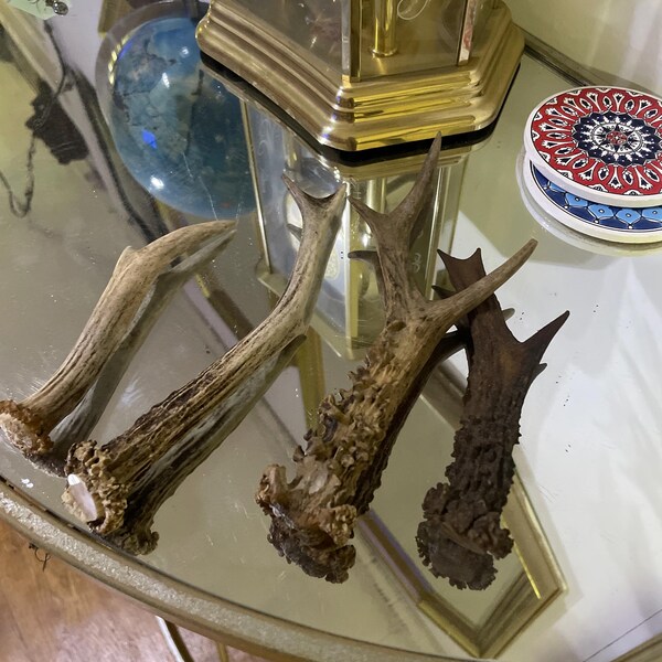 Fallow Deer Skull From Central Europe Fallow Deer dama Dama Unique ...