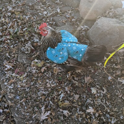 Chicken Saddle Wing Protector Hen Apron Bantam - Etsy