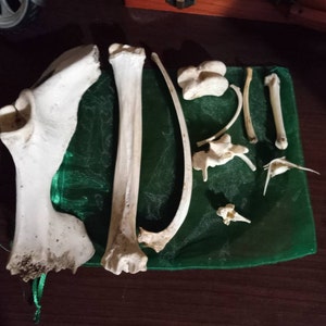 Deer Leg Bones Set of 4 - Etsy