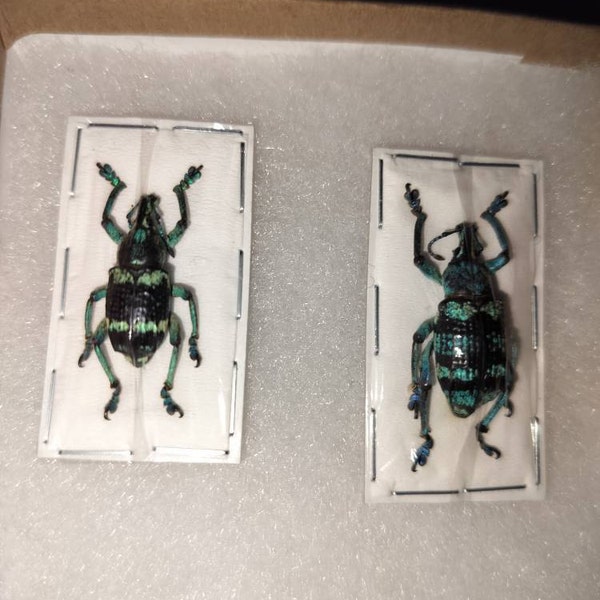 25, 50, 100 A Grade Real Butterfly Wings, Wings for Crafts, Laminated ...