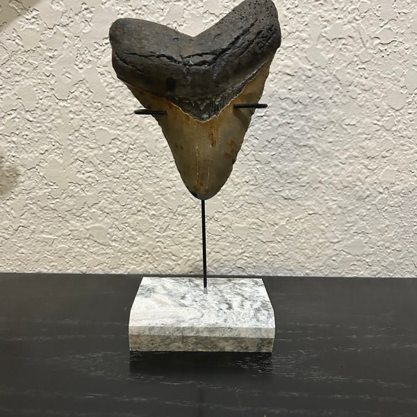 Fossil Megalodon Tooth Stand - Etsy