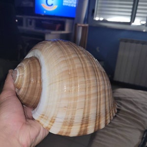 Nautilus Shell Rare Deep Sea Shell Specimen - Etsy