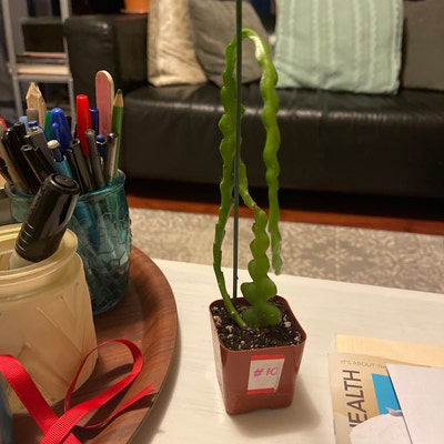 Ric Rac Cactus, Zig Zag Cactus, 2 Inch Bare Root Plant, Rare Fishbone ...