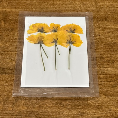 A Set of 8 Pressed Flower Bookmarks, Gift Idea for Book Lovers, Real ...