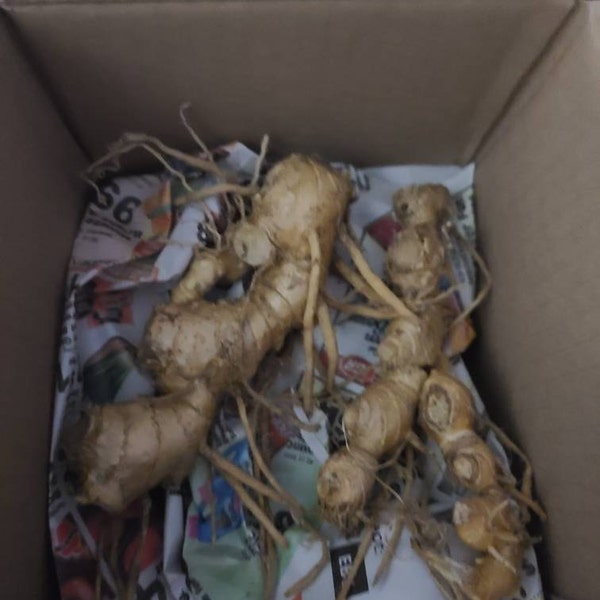 Wild Huckleberry - 100+ Seeds - Wildlife Food - Etsy