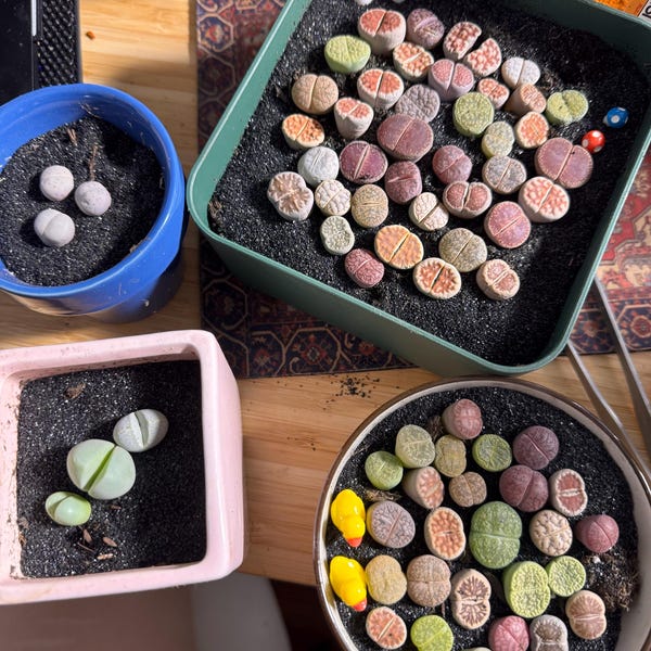 Boutique Large Lithops Random DIY Mix Rare Live Succulents Plants, Bare ...