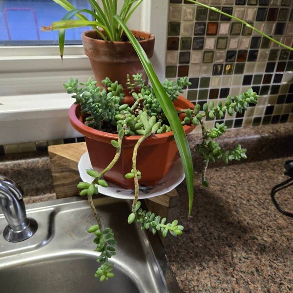 Stained Wood Corner Sink Riser: Kitchen Decor Stand - Etsy