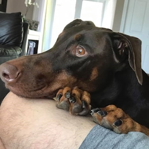 Doberman Ring Sterling Doberman Doberman Hug Ring Doberman - Etsy