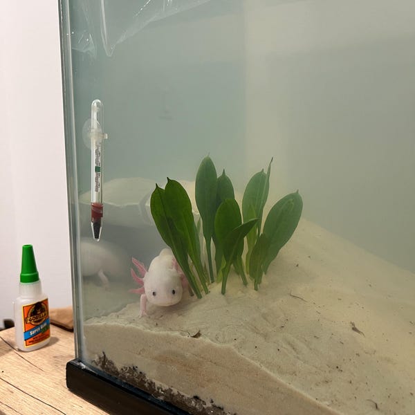Spacious Corner Aquarium Terrarium Cave – Elevated Hideout for Fish ...