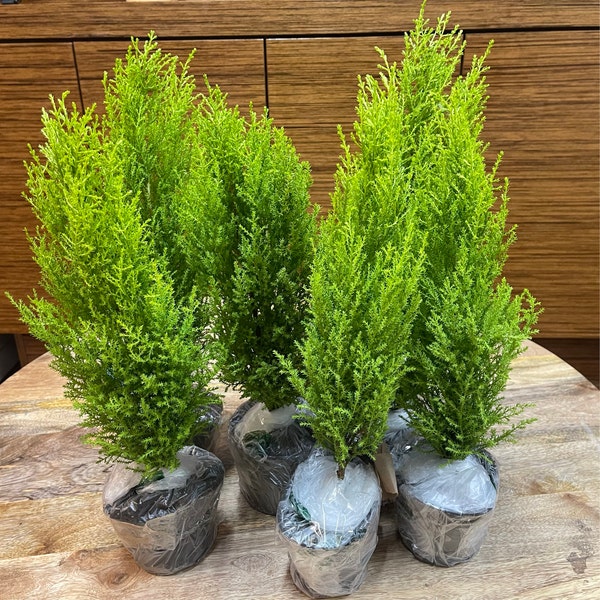 Dwarf Lemon Cypress Tree (18-PK, 4.5" Pots), Goldcrest, Event Décor - Etsy
