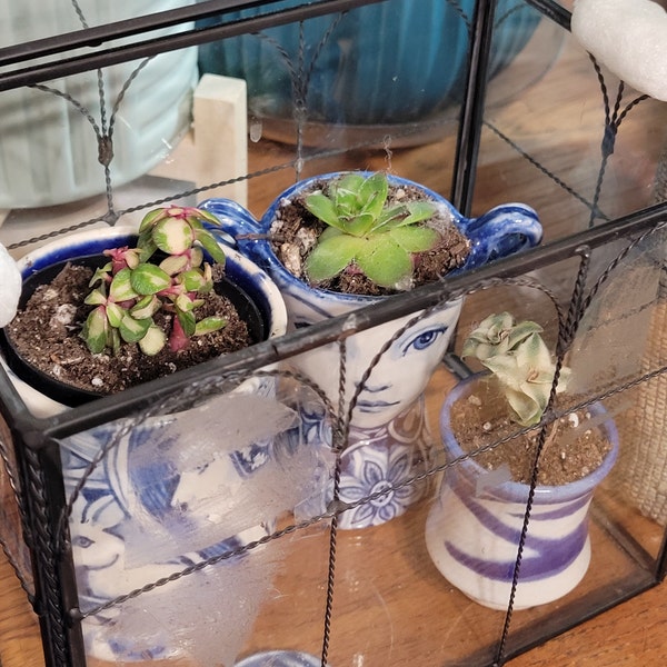 Rare Variegated Pink Elephant Bush, Portulacaria Afra Variegata Live ...