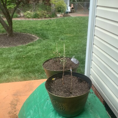 2 Raspberry Plants Joan J Completely Thornless, Everbearing, High ...