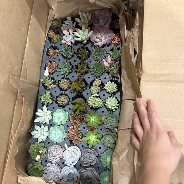 Assorted Live Rooted Succulent Plugs | Great for Baby Showers, Wedding ...
