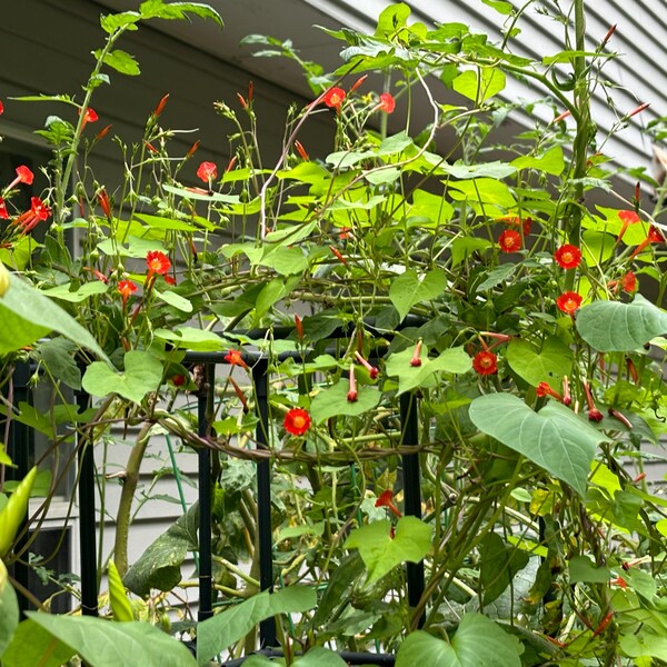 Aztec Black Corn, Ancient Heirloom, 20 Seeds Non GMO, Early Plants ...