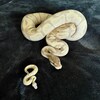 Customizable Ball Python Miniature / Figure / Sculpture / Necklace ...