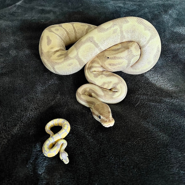 Customizable Ball Python Miniature / Figure / Sculpture / Necklace ...