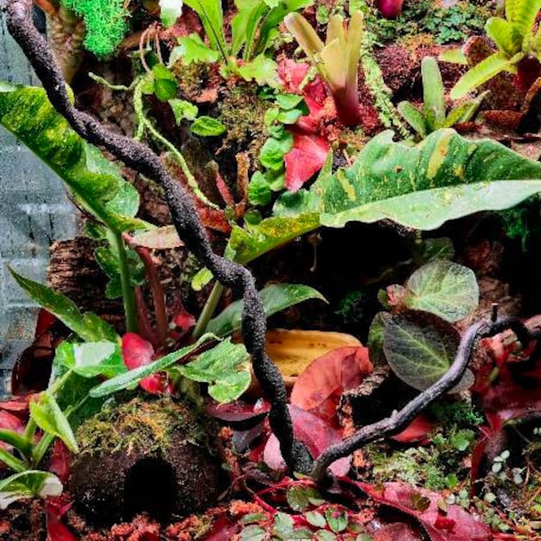 Neoregelia Fireball - Etsy