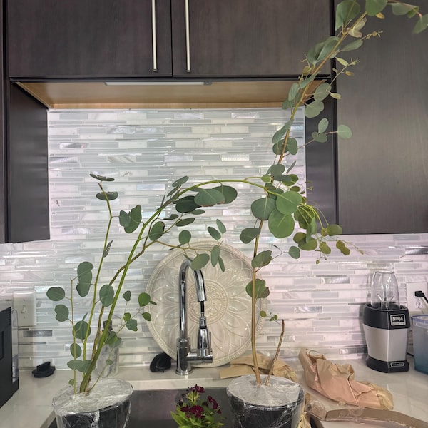 Live Texas Privet/ Ligustrum Japonicum Texanum Come With a One-gallon ...