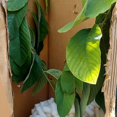 ONE Protea Empress New Variety 1gal Plant - Etsy