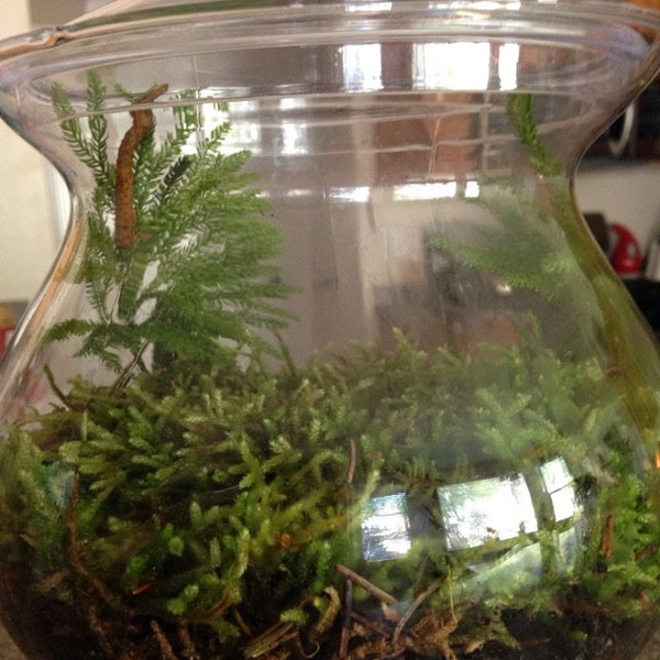 Princess Pine Tree Clubmoss Plants for Fairy Garden, Terrarium, Garden ...