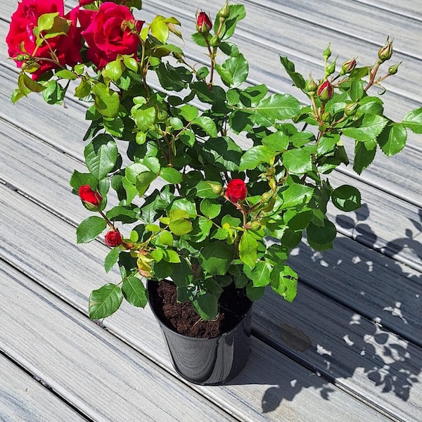 Dearest Valerie- Red Floribunda Bush Rose. - 4 Ltr Potted - Etsy UK