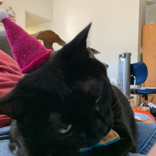 Mini Party Hat for Cats - Etsy