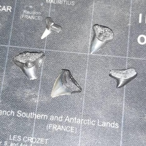 Shark Teeth| Assorted Shark Teeth| Real Fossil | Custom - Etsy