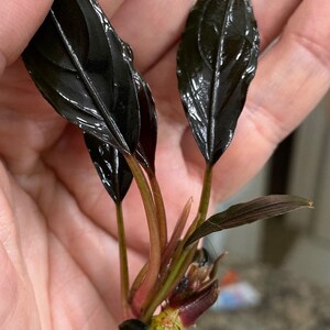 Bucephalandra Akantha Live Aquarium Plant - Etsy