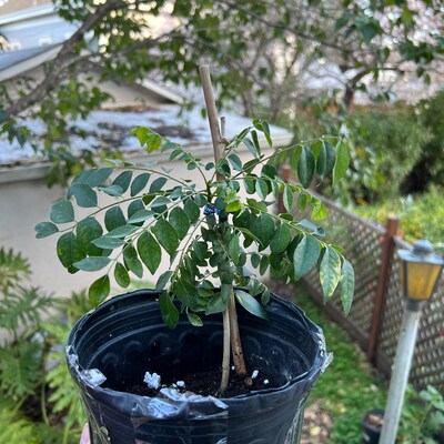 Curry Leaf Live Plantmurraya Koenigii, Karivepallai, Karivembu ...