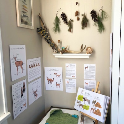 White-tailed Deer Unit Study Bundle - Etsy