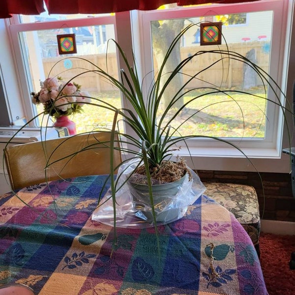 Mican Philodendron Velvet Leaf Philo Indoor & Outdoor Live Tropical ...