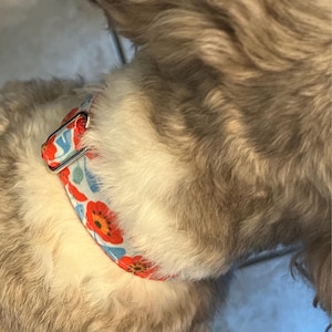 Banjo Dog Collar, Harness or Leash With Personalized Engraved Buckle ...