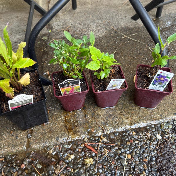 CLEMATIS 'EDDA'. Plant. Perennial. - Etsy