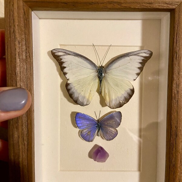 Engraved Name Real Butterfly Frame, Christmas Gift, Housewarming Decor ...