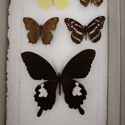 Butterfly Moth Spreading Board With Grid Sticker Taxidermy Entomology ...