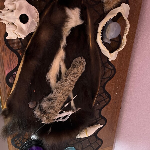 20 Real Coyote Claws! - Etsy