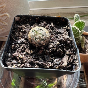Opuntia Fragilis potato Cactus COLD HARDY CACTUS - Etsy
