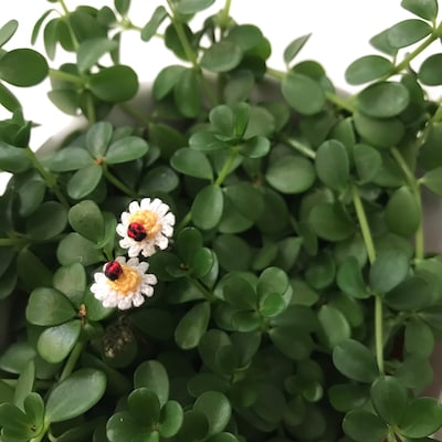 One Crochet Daisy With a Micro Ladybug. Dollhouse Miniature 1/12 Scale ...