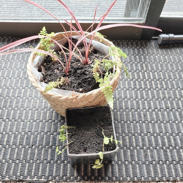 Variegated String of Turtles Starter Plants Pink Plant Ppp FREE ...