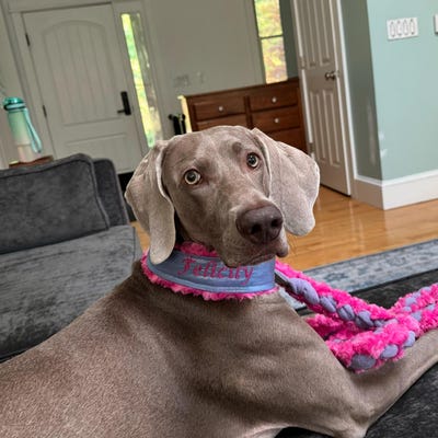 Bold and Bright Ring Lead With Tug Agility Lead-barn Hunt Lead Fyball ...