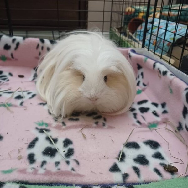 Guinea Pig Tunnel - Guinea Pig Accessories Colorful Guinea Pig Play ...