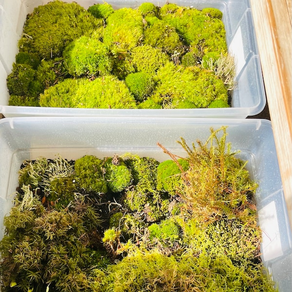 Mood Moss, 1 Gallon Bag, Live Moss, Great for Terrariums & Weddings ...